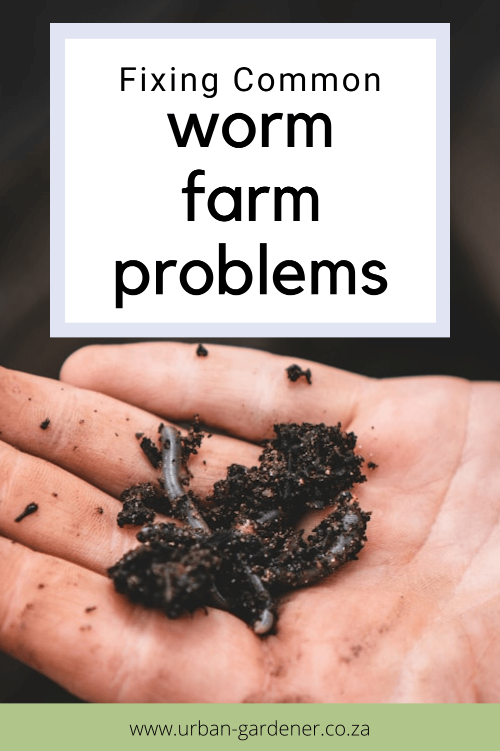 Why Aren't My Worms Reproducing? - Urban Gardener