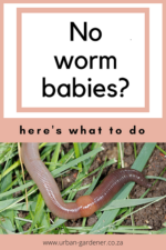 Why Aren't My Worms Reproducing? - Urban Gardener